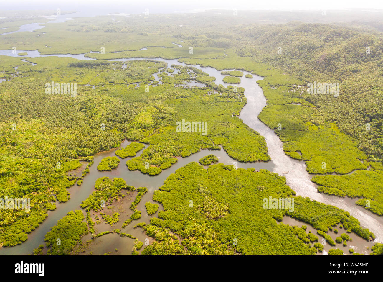 Mangroves, top view. Mangrove forest and winding rivers. Tropical ...