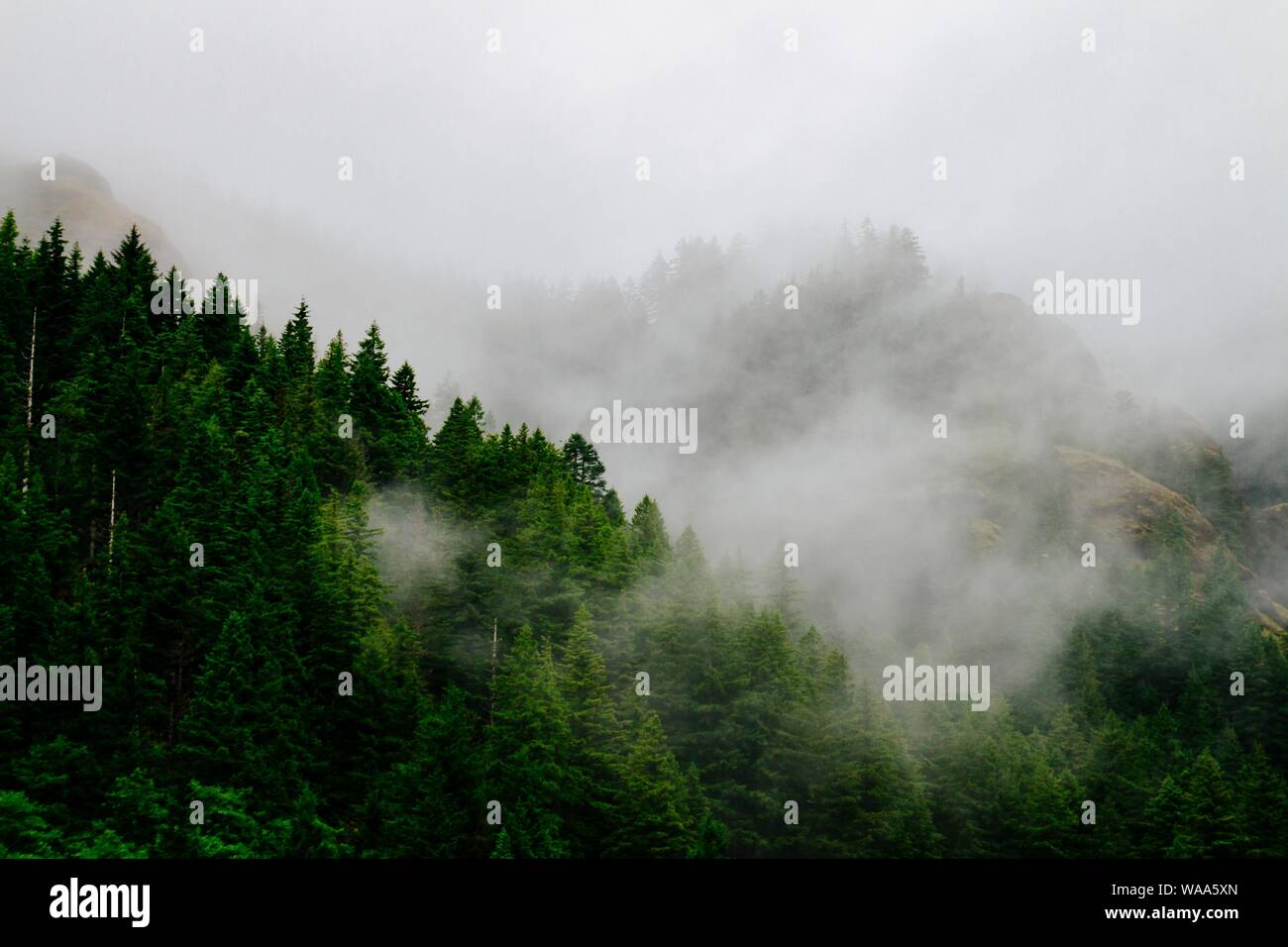 Beautiful aerial shot of a forest enveloped in creepy mist and fog - horror concept Stock Photo ...