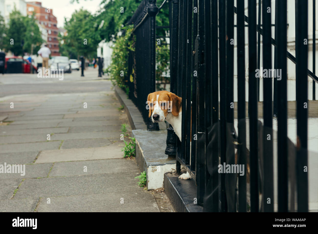 Dog peeking through fence hi-res stock photography and images - Alamy