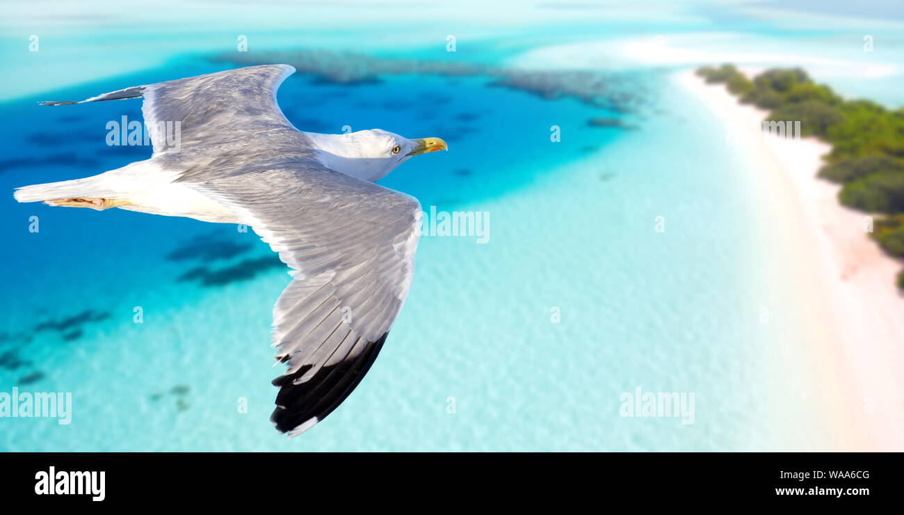 Seagull flying above seacoast. Aerial view background with copy space ...