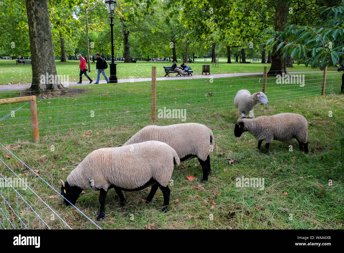 Green Park, London, UK. 19th August 2019. Sheep grazing in Green Park ...