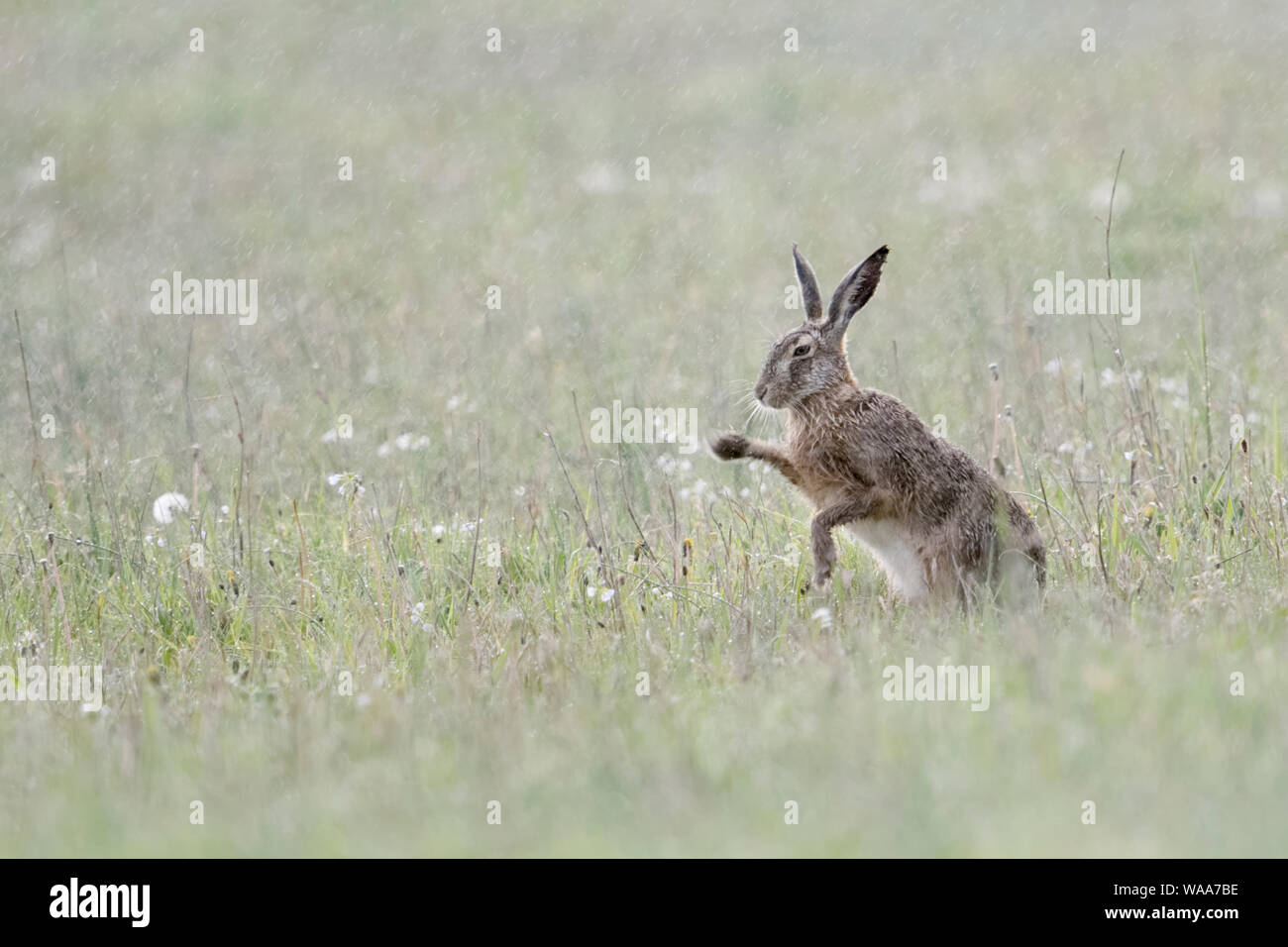Brown Hare / European Hare / Feldhase ( Lepus europaeus ) on a rainy ...