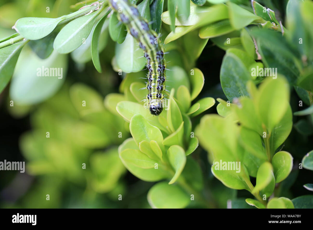 Buchsbaumzunsler hi-res stock photography and images - Alamy
