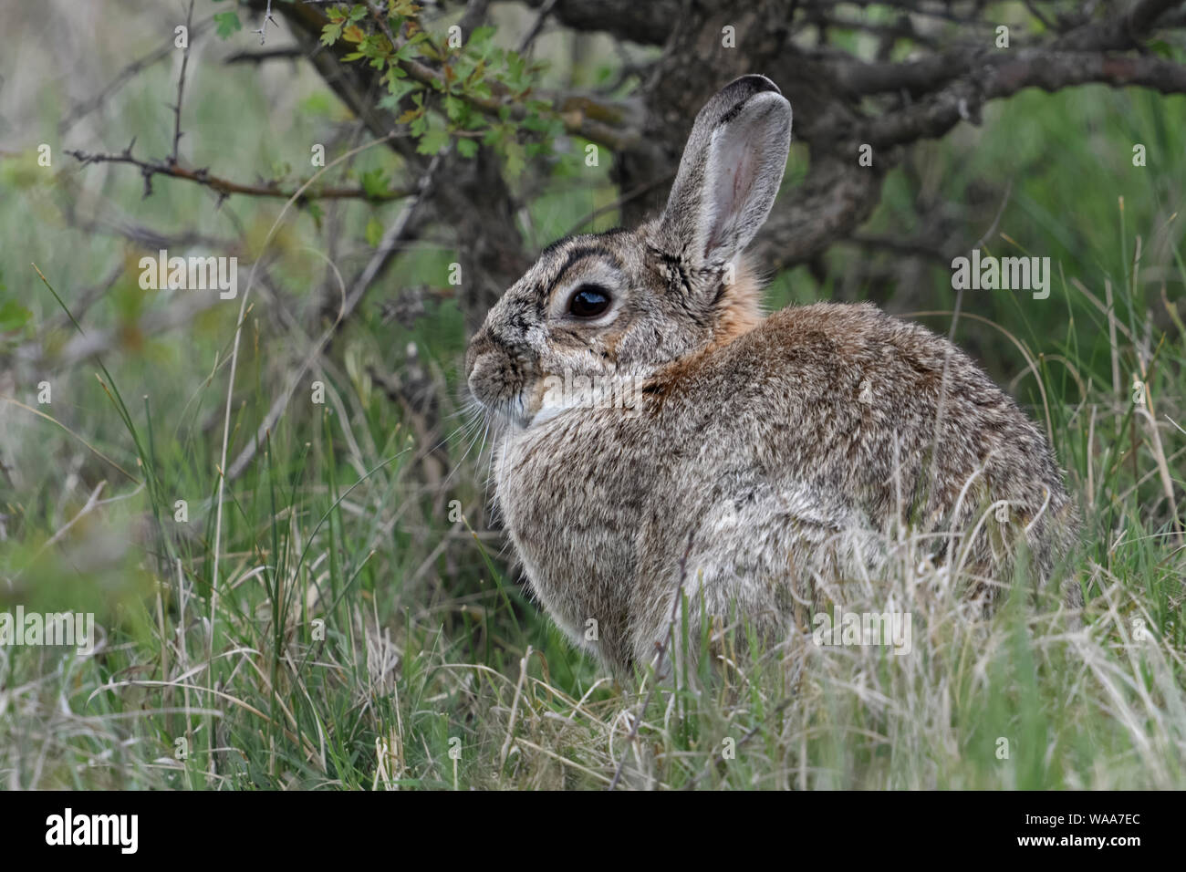 Wild rabbit side view hi-res stock photography and images - Alamy