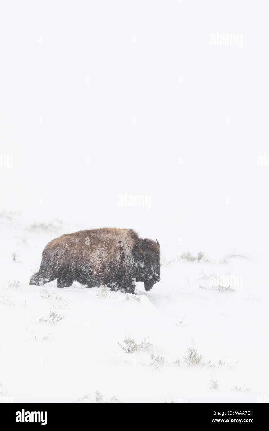 Blizzard [prairies winter storm] hi-res stock photography and images ...