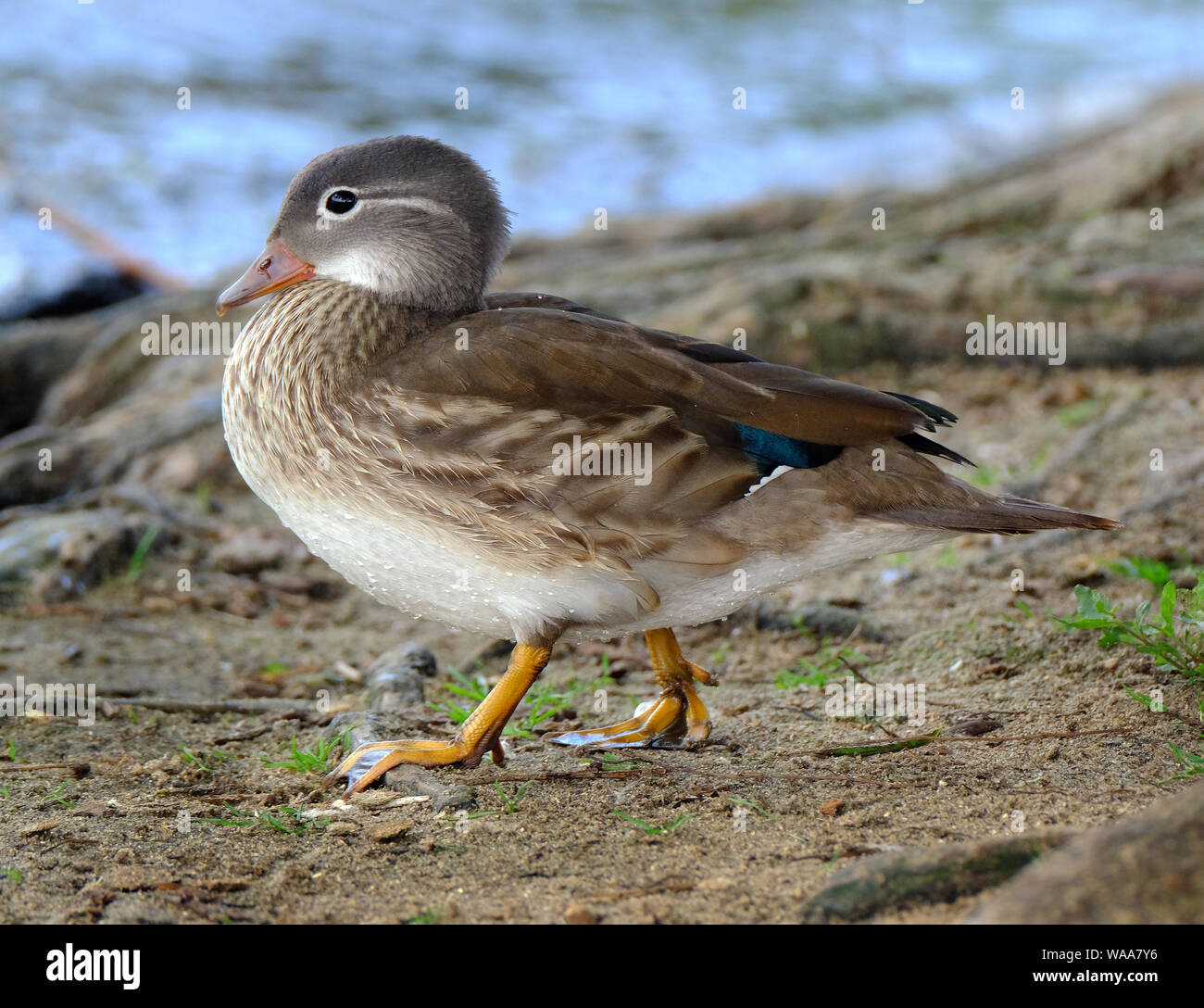 Mandarin Duck Female