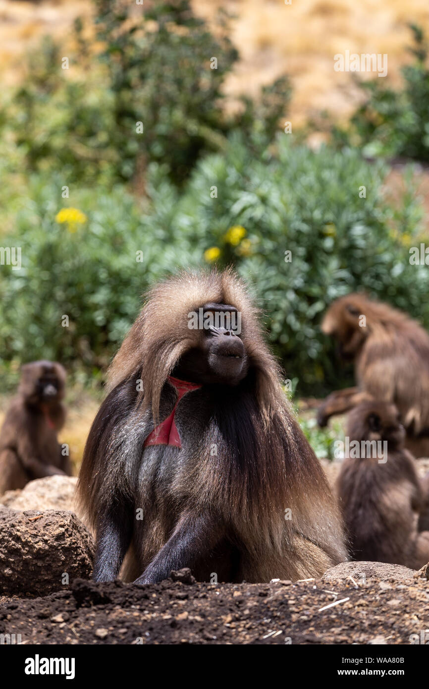 family group of endemic animal Gelada monkey on rock, with mountain ...