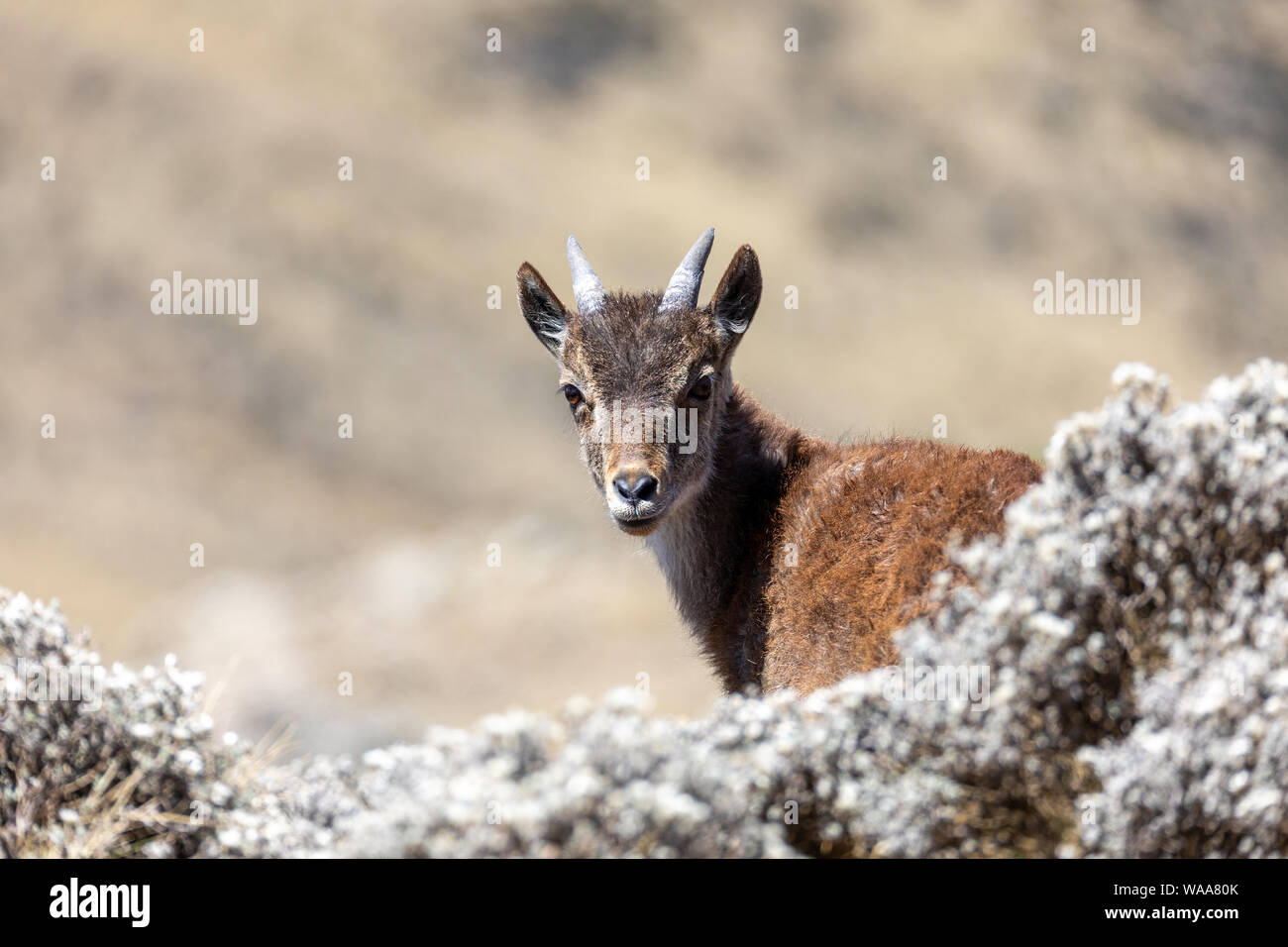 Alpine Ibex Baby