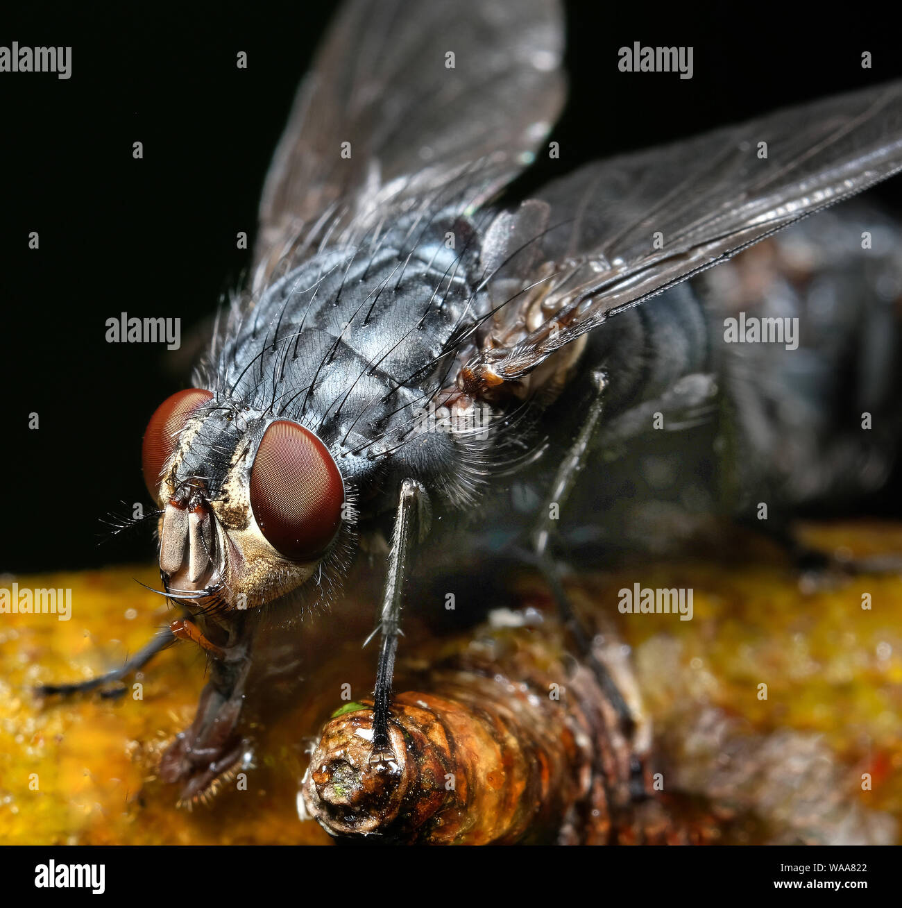 The housefly is a fly of the suborder Cyclorrhapha. It is believed to ...