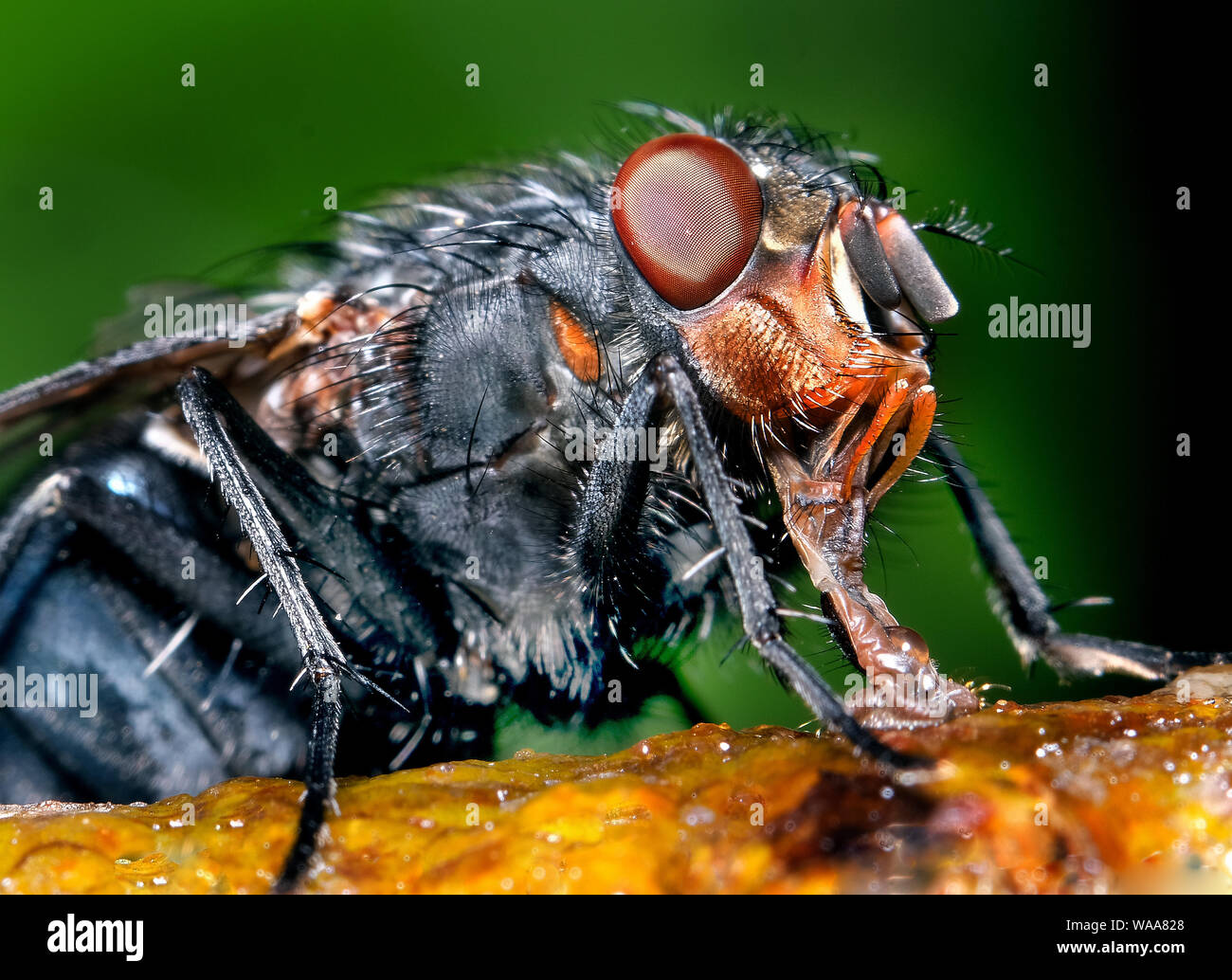 House fly maggot hi-res stock photography and images - Alamy