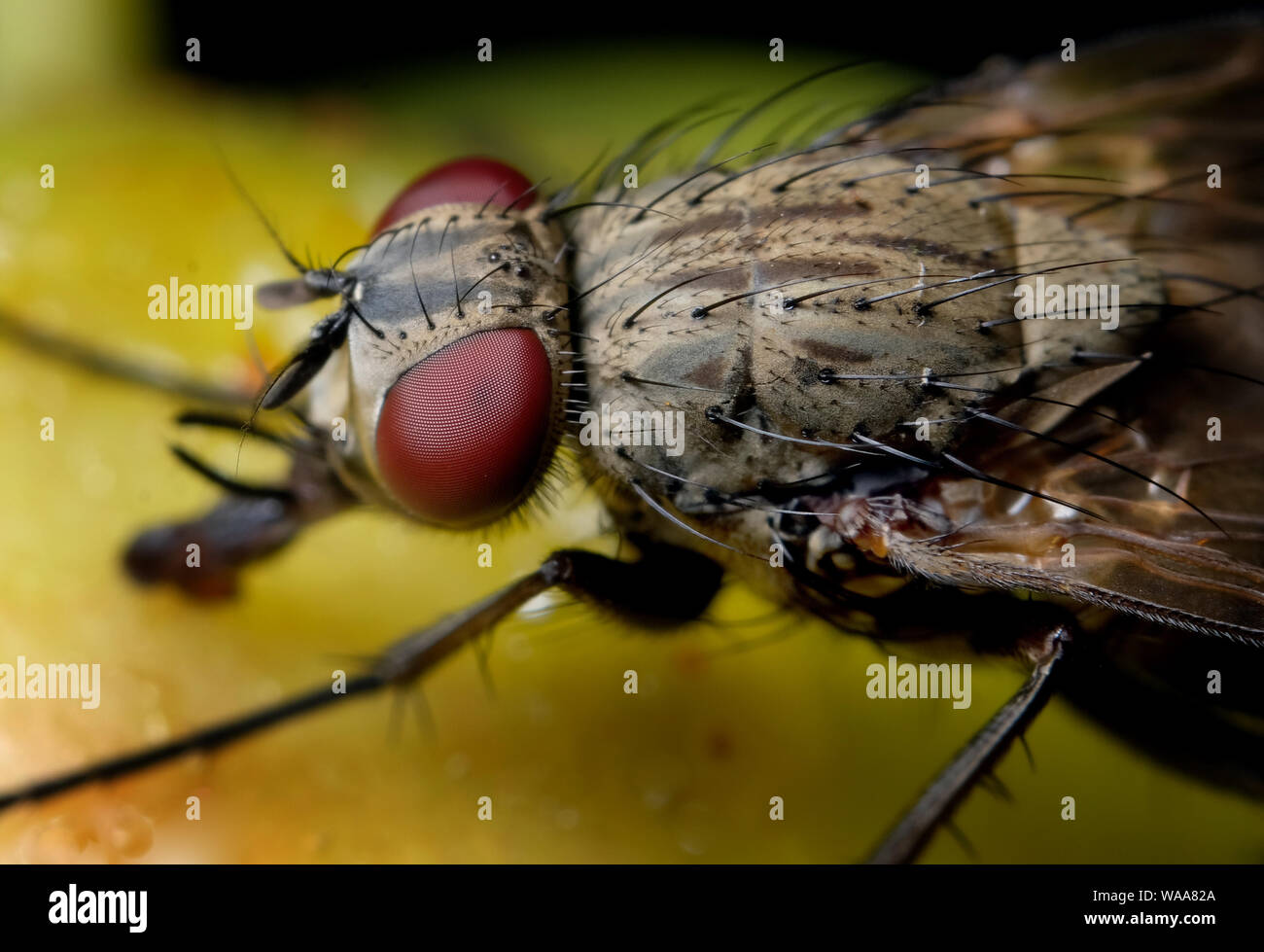 House fly maggot hi-res stock photography and images - Alamy