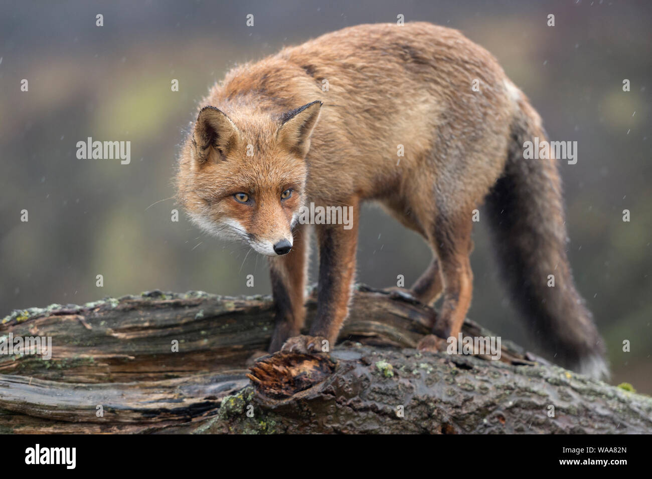 Red fox stands on a fallen tree hi-res stock photography and images - Alamy