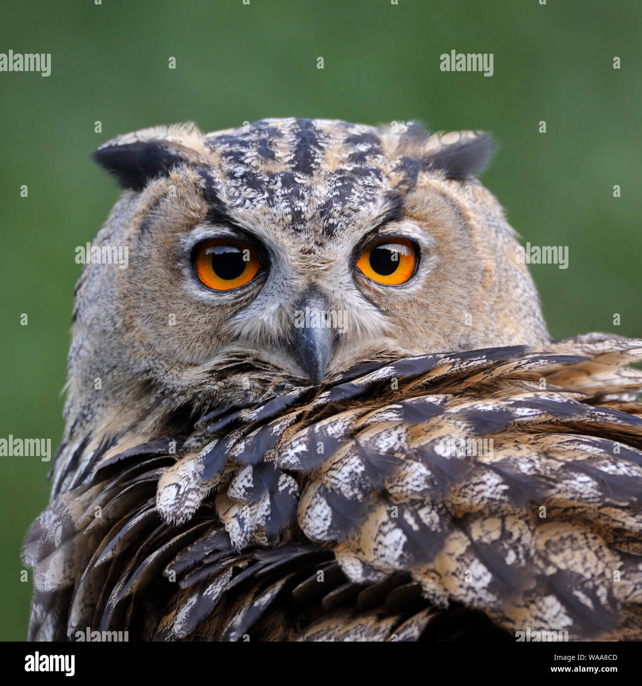 Eurasian Eagle Owl / Europaeischer Uhu ( Bubo bubo ), head shot, close ...
