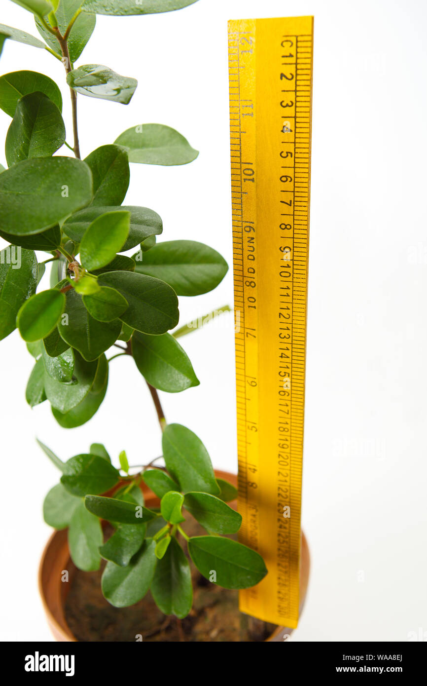 Measuring plants ruler hi-res stock photography and images - Alamy