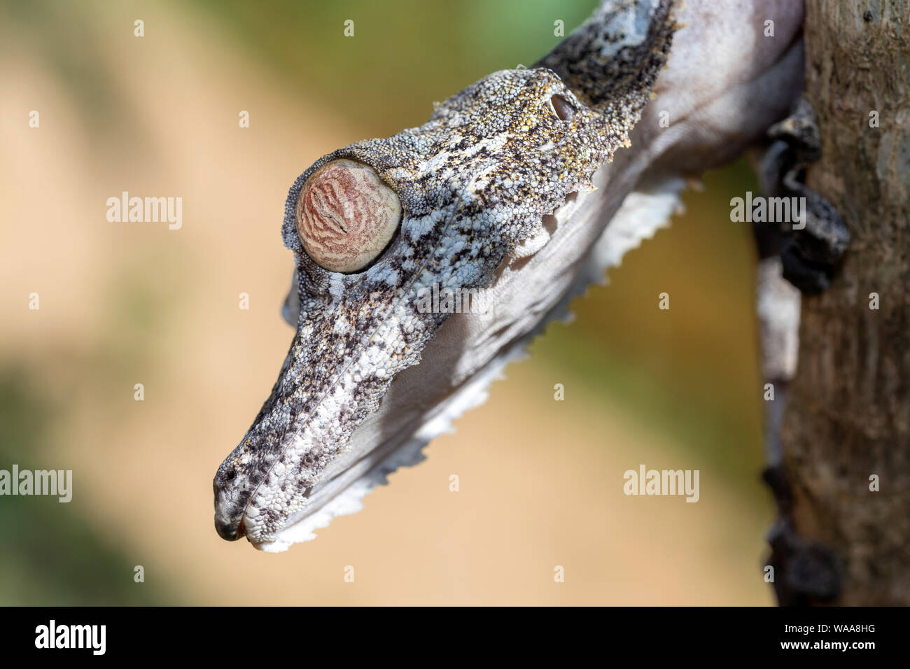 The giant leaf-tailed gecko; Uroplatus fimbriatus, is a nocturnal ...