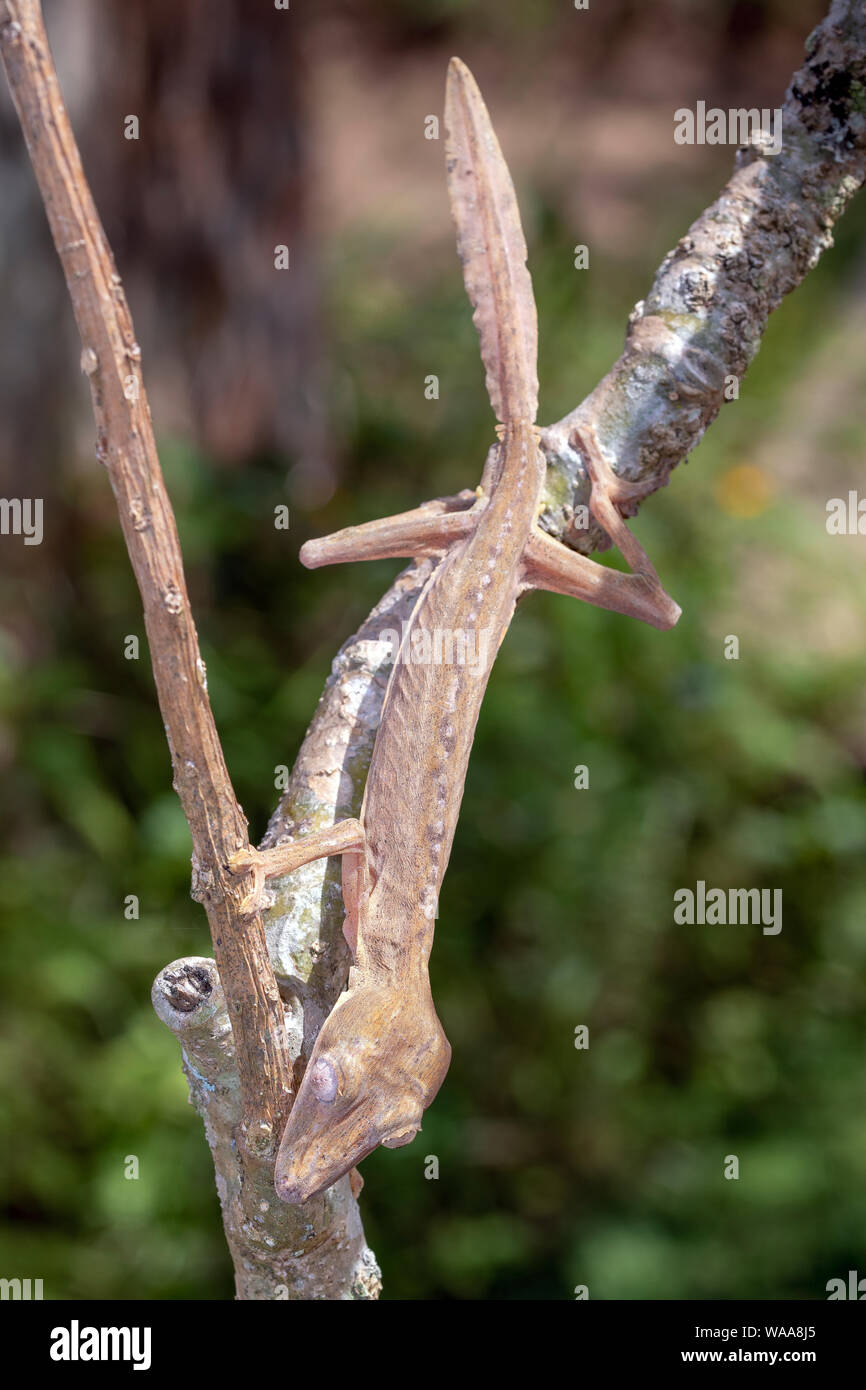 Uroplatus hi-res stock photography and images - Alamy