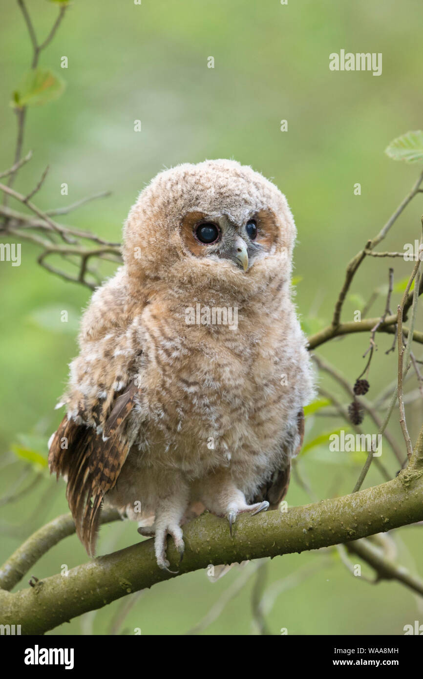 Little owlet hi-res stock photography and images - Alamy