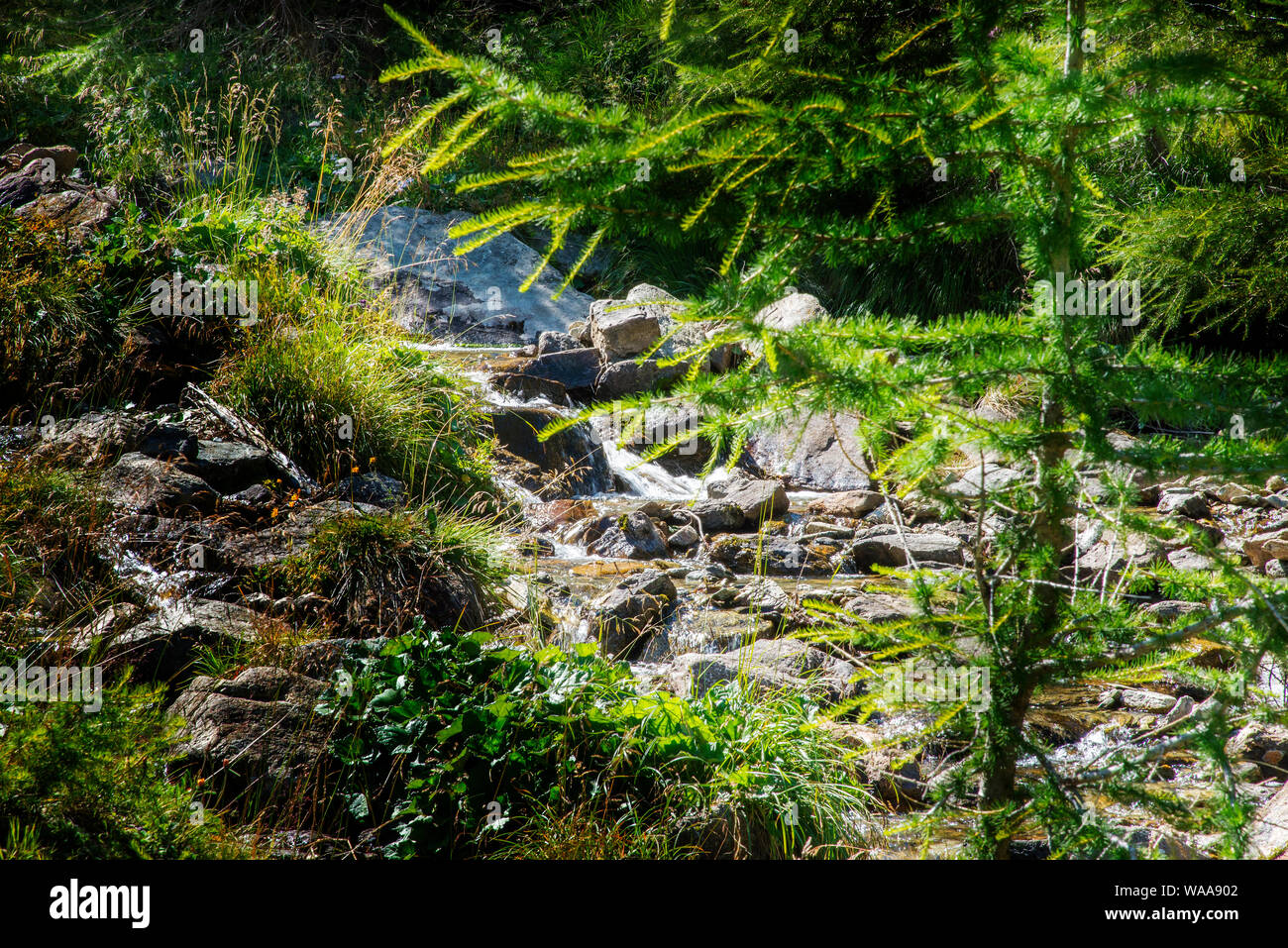 A small and fresh alpine stream in the thick of the forest Stock Photo ...