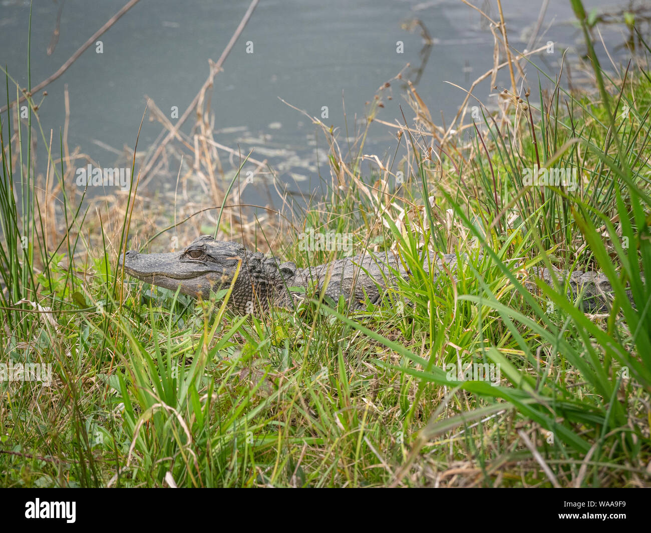 Neck gator hi-res stock photography and images - Alamy
