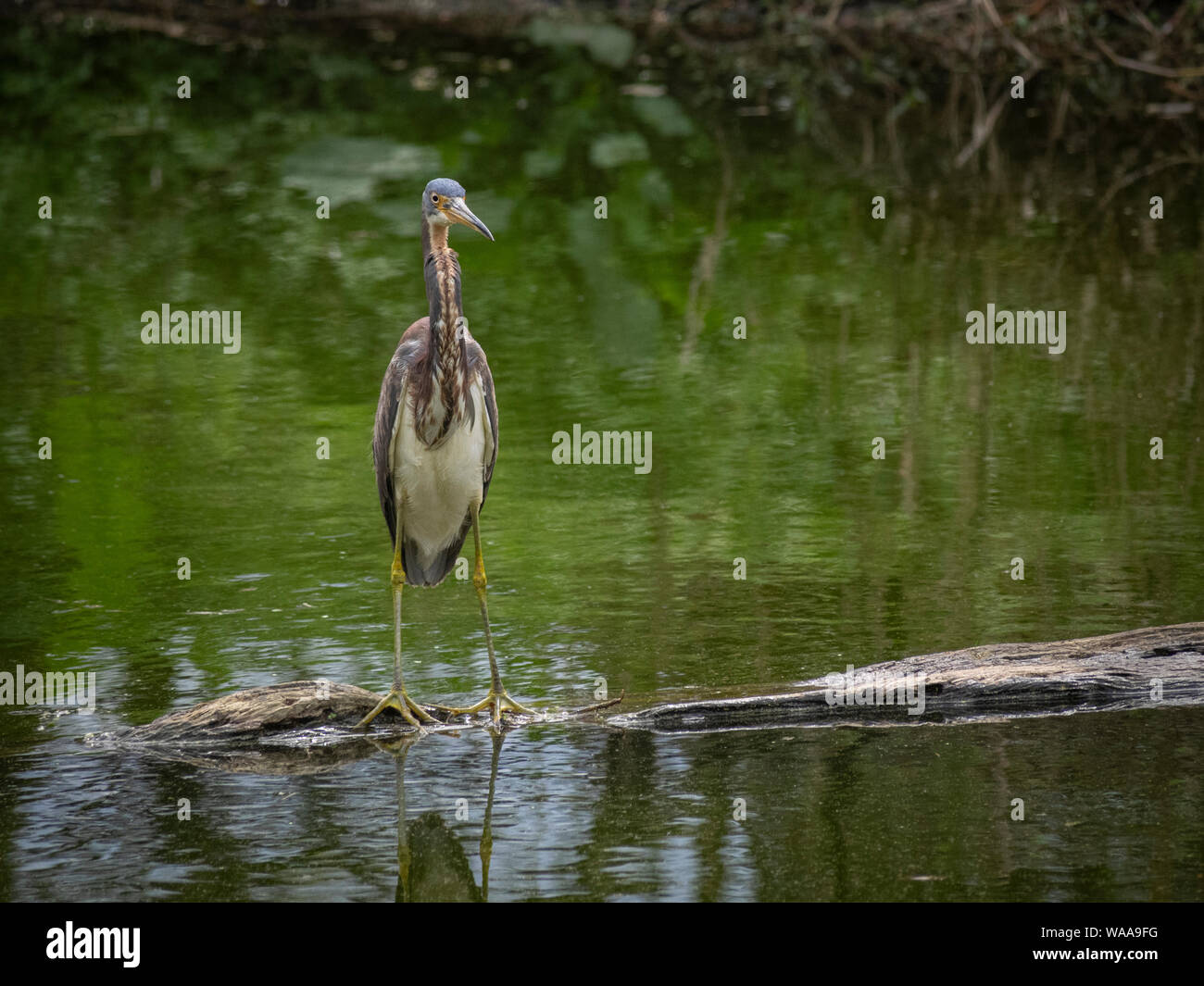 Birding outdoors in wildlife Stock Photo - Alamy