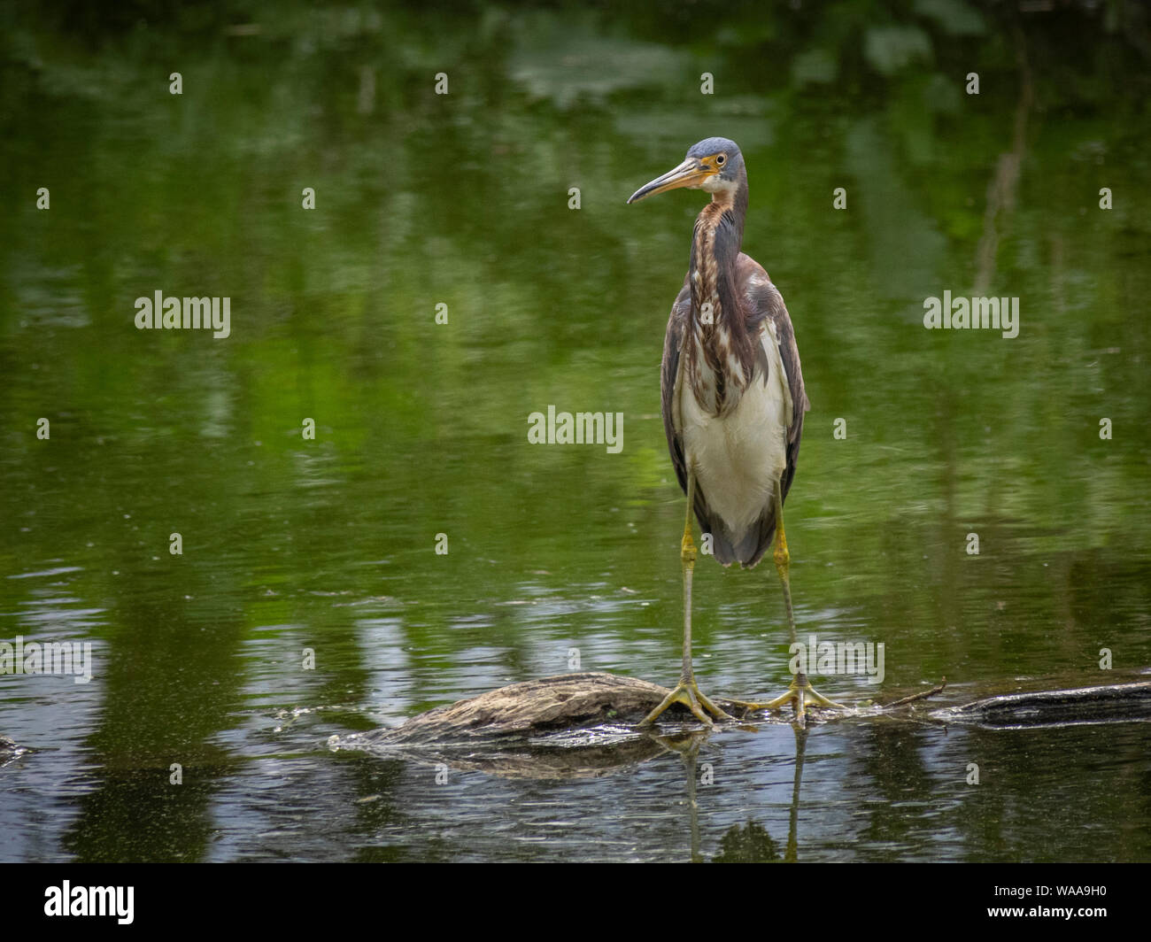 Birding outdoors in wildlife Stock Photo - Alamy