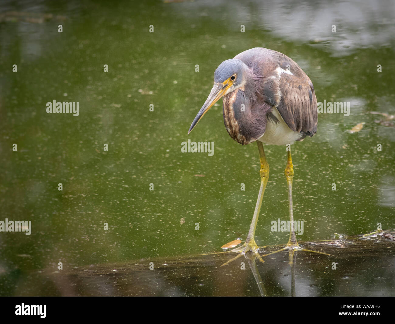 Birding outdoors in wildlife Stock Photo - Alamy