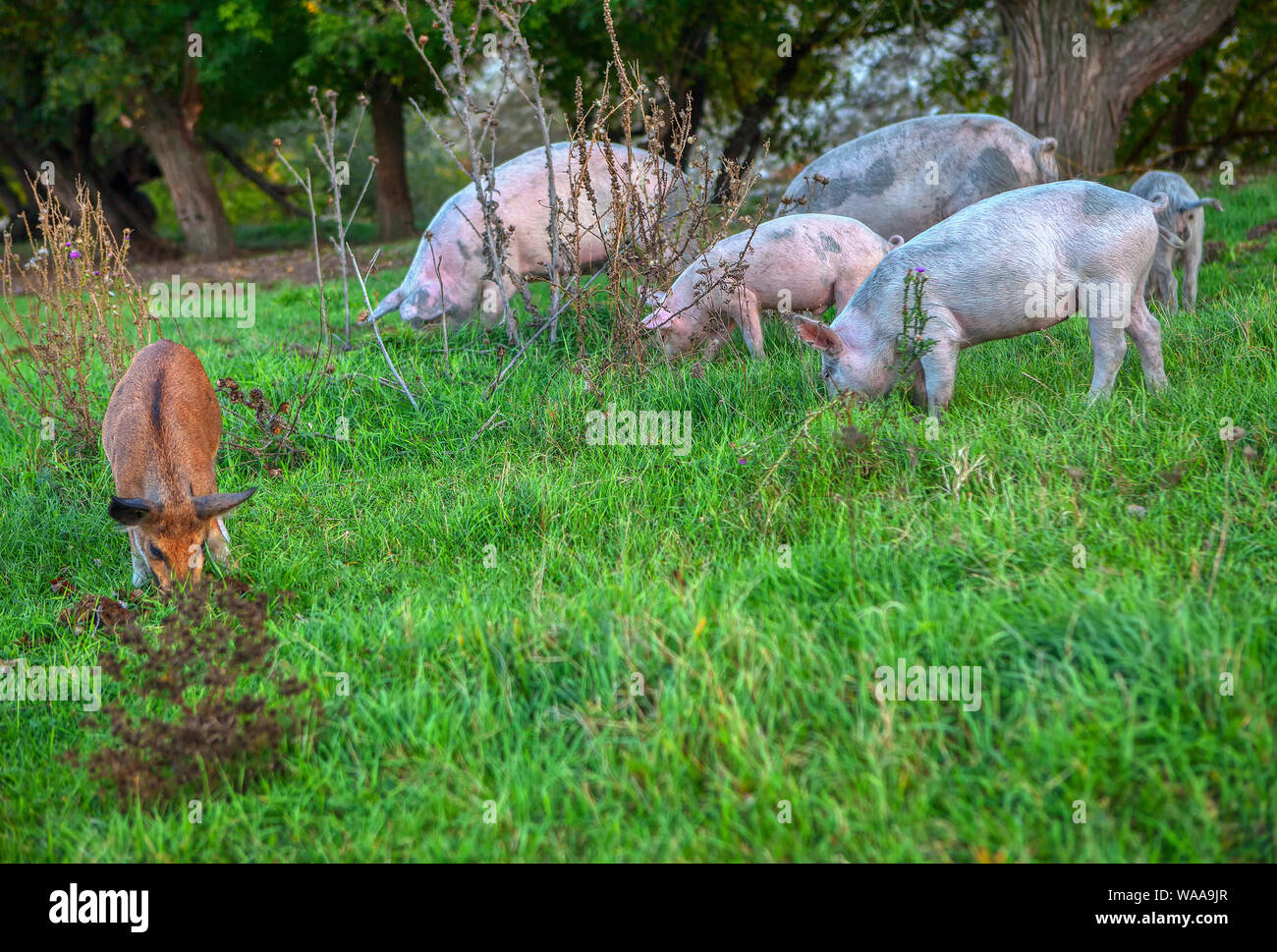 flock of pigs grazing green grass Stock Photo - Alamy
