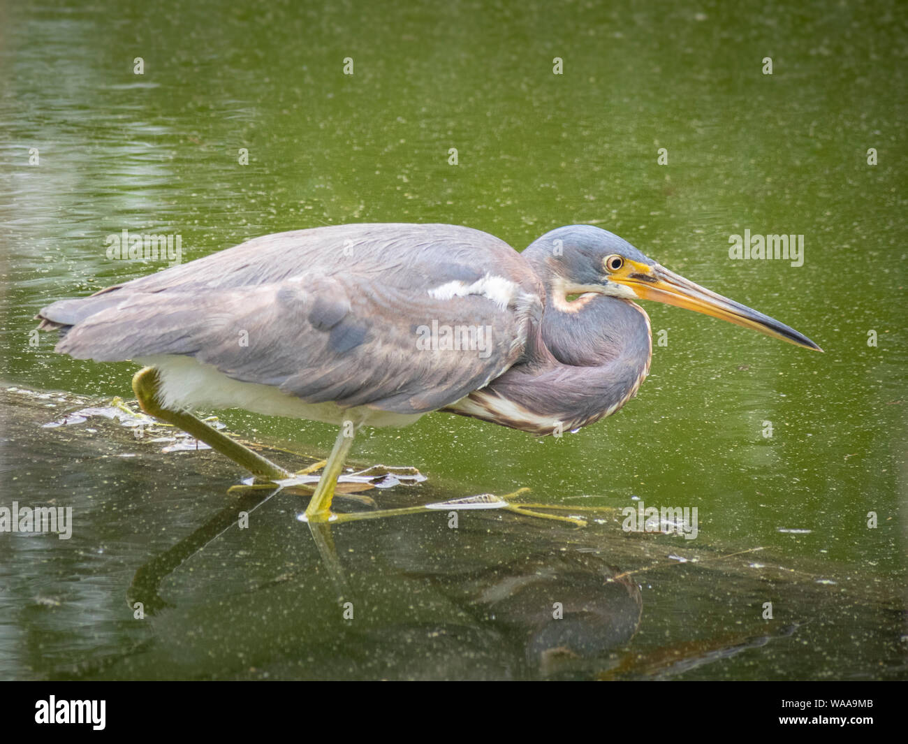 Birding outdoors in wildlife Stock Photo - Alamy