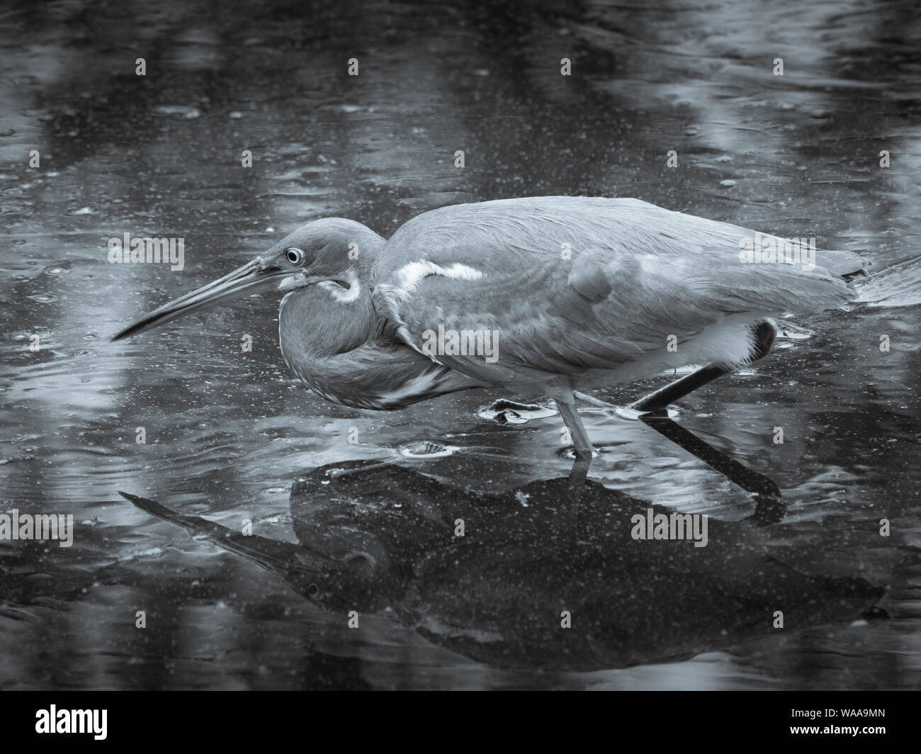 Birding outdoors in wildlife Stock Photo - Alamy