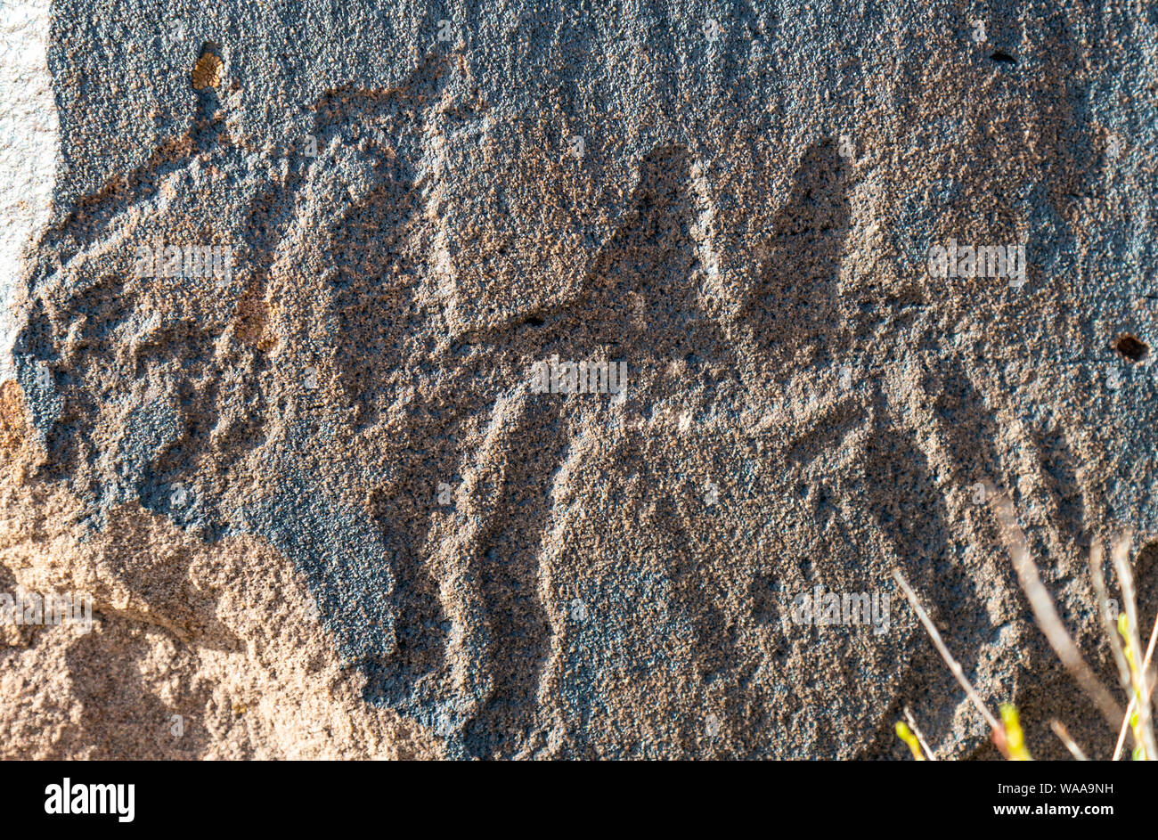 ancient cave paintings. petroglyphs in the wild Stock Photo - Alamy