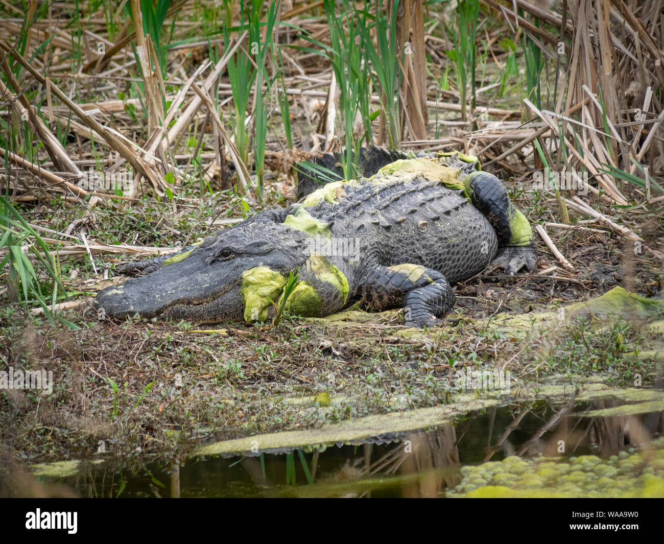 Neck gator hi-res stock photography and images - Alamy
