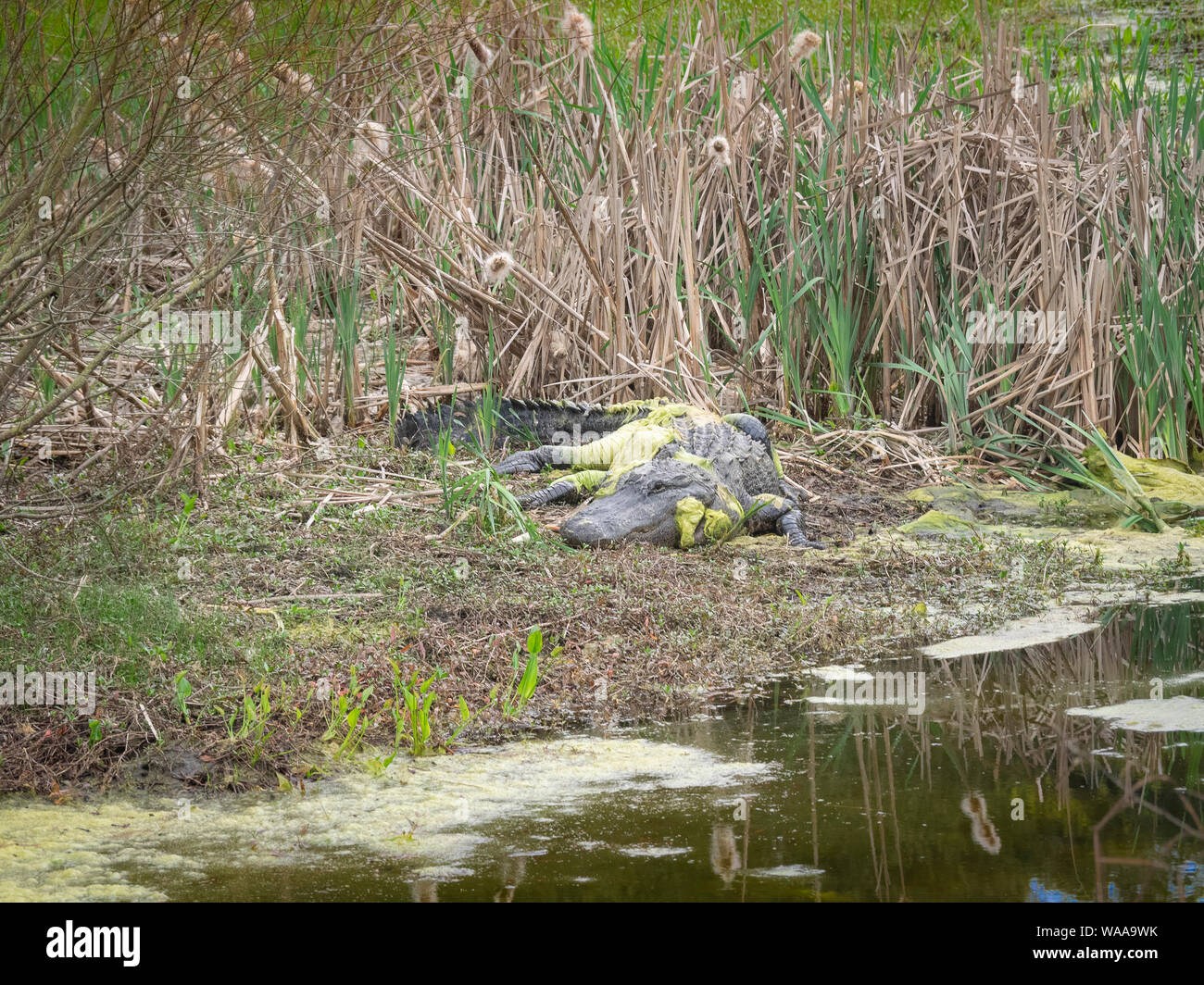 Neck gator hi-res stock photography and images - Alamy
