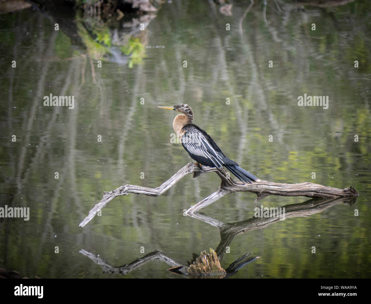 Birding outdoors in wildlife Stock Photo - Alamy