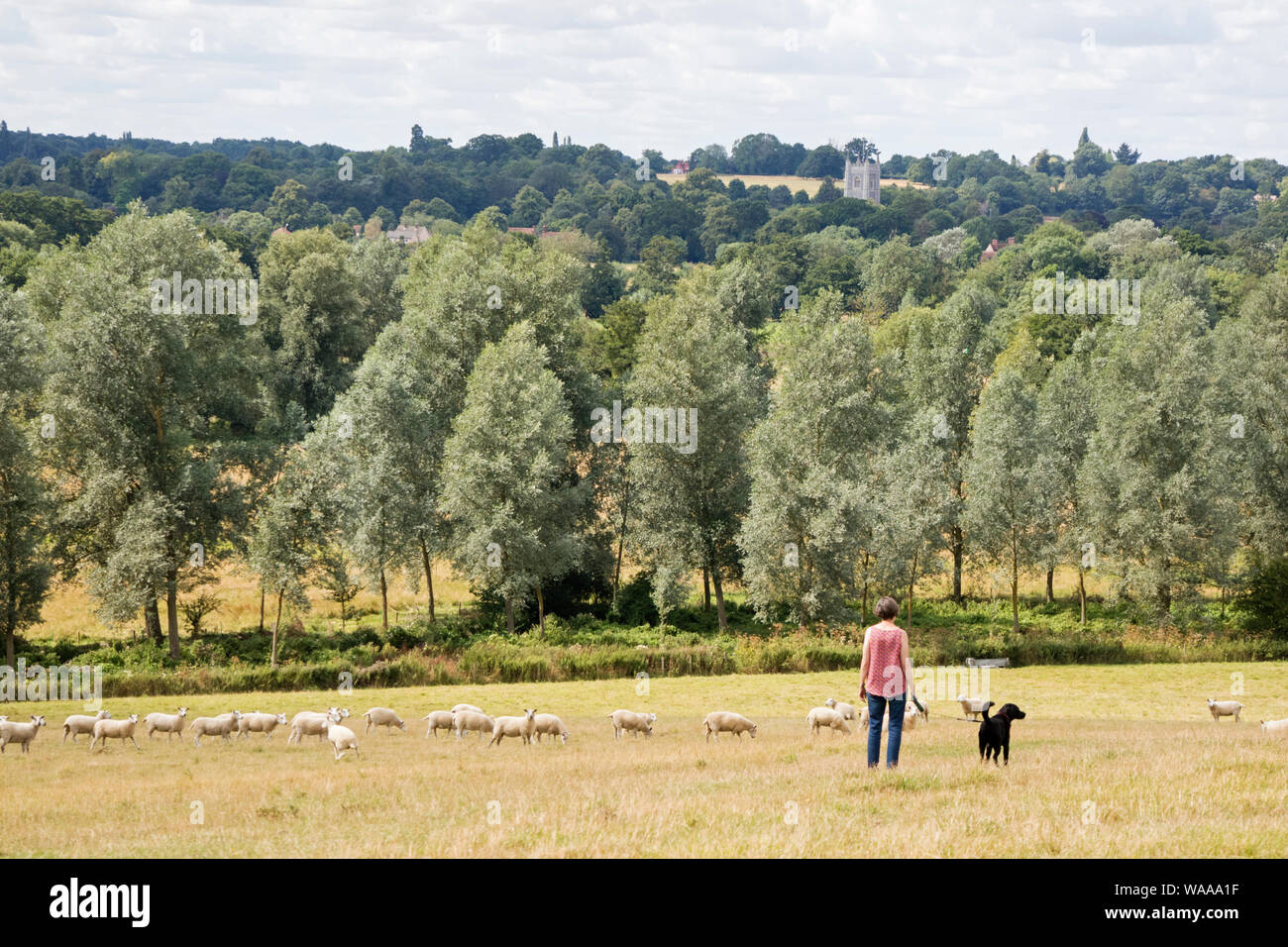 Lady walking he dog in Dedham Vale area of outstanding natural beauty ...