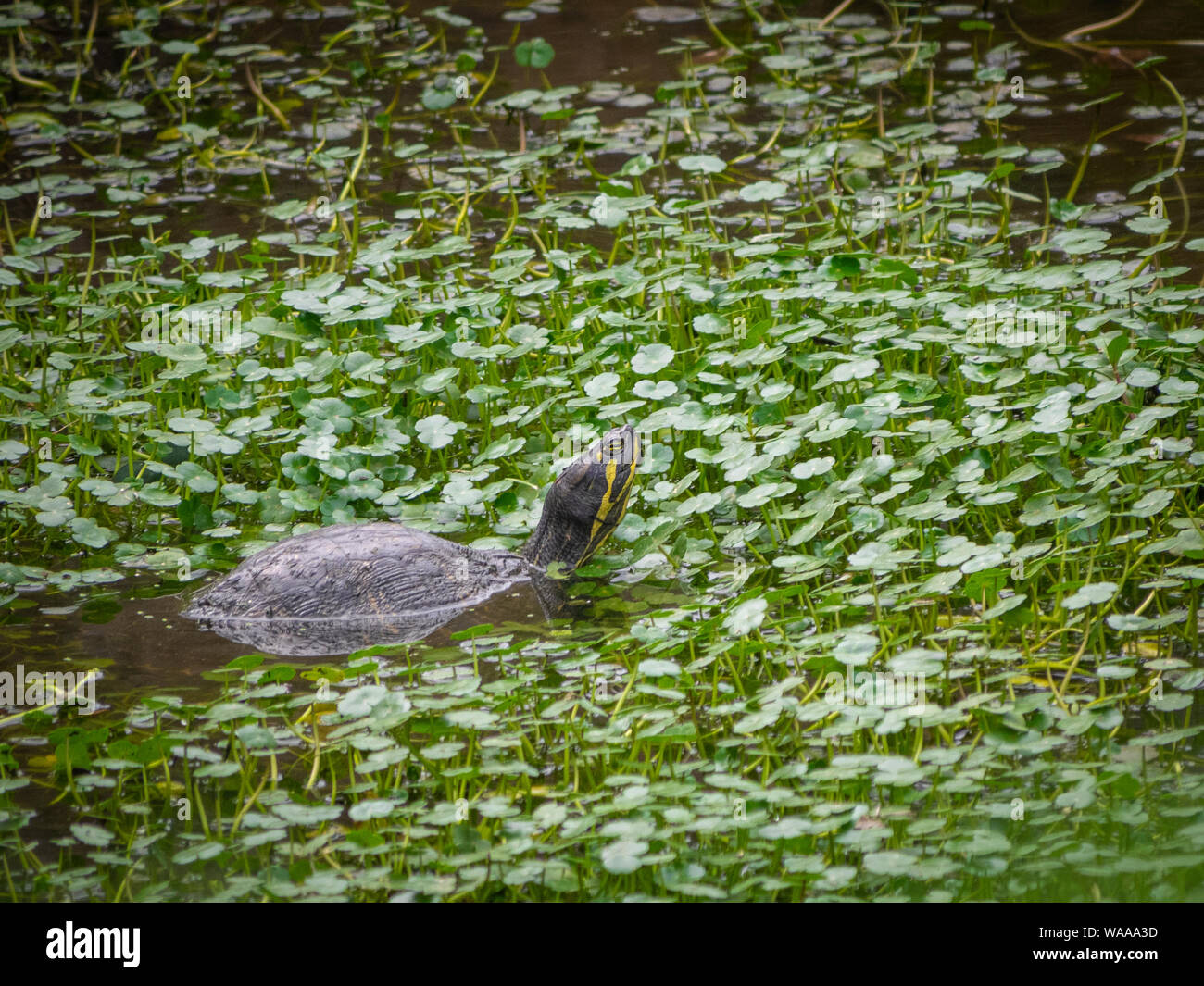 Turtle neck out hi-res stock photography and images - Alamy