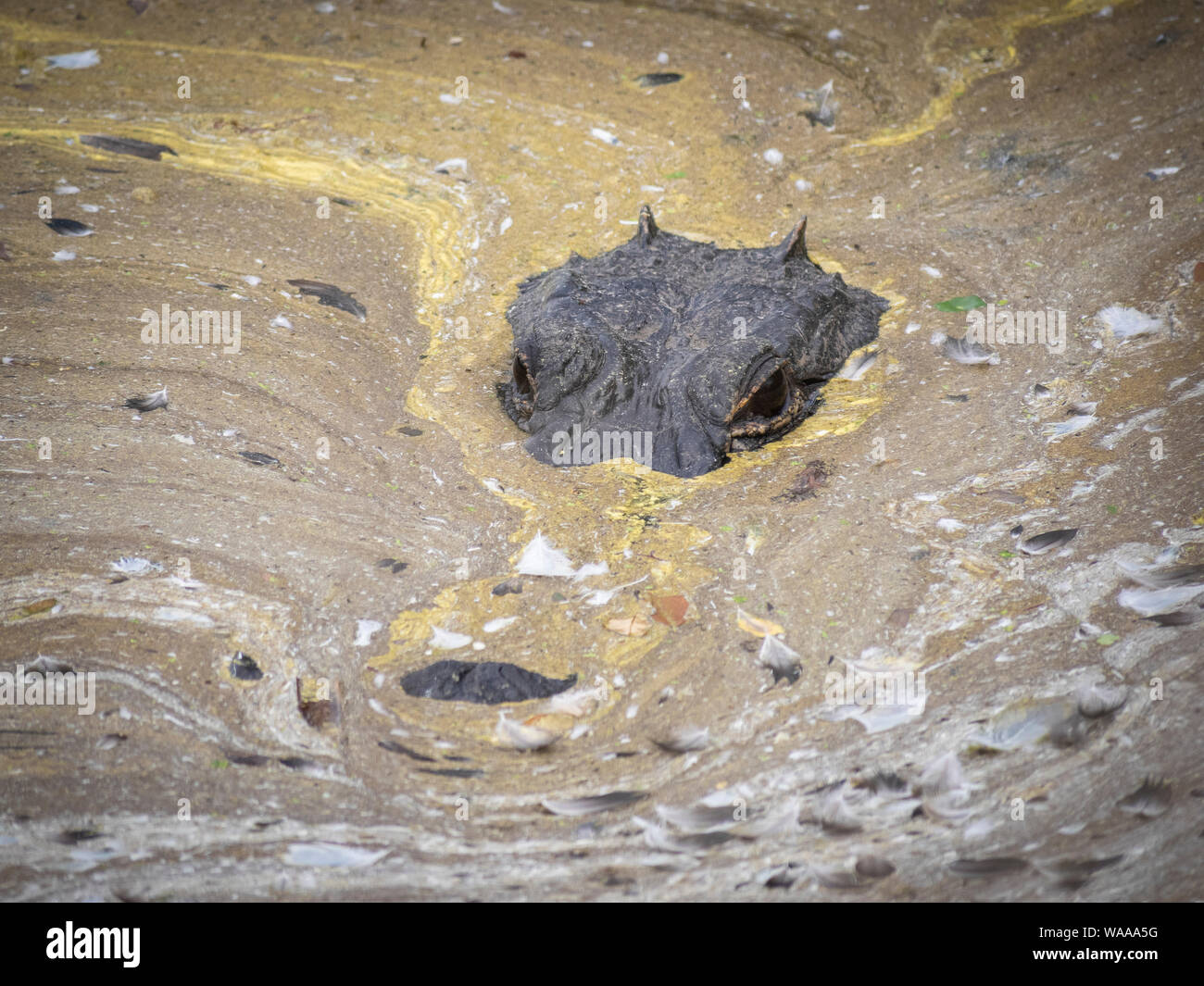 Neck gator hi-res stock photography and images - Alamy