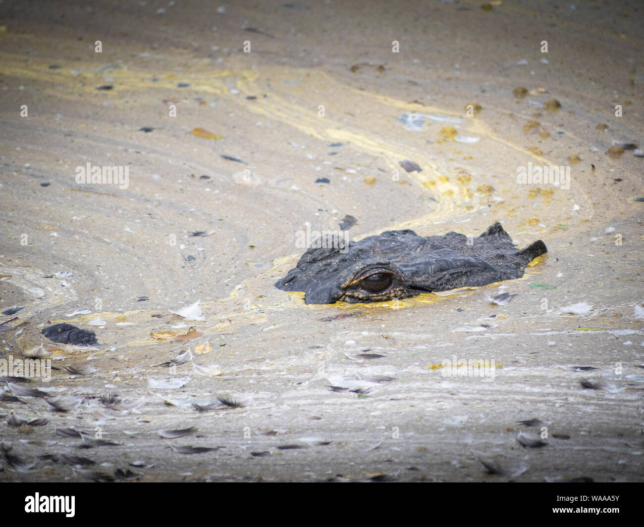 Neck gator hi-res stock photography and images - Alamy