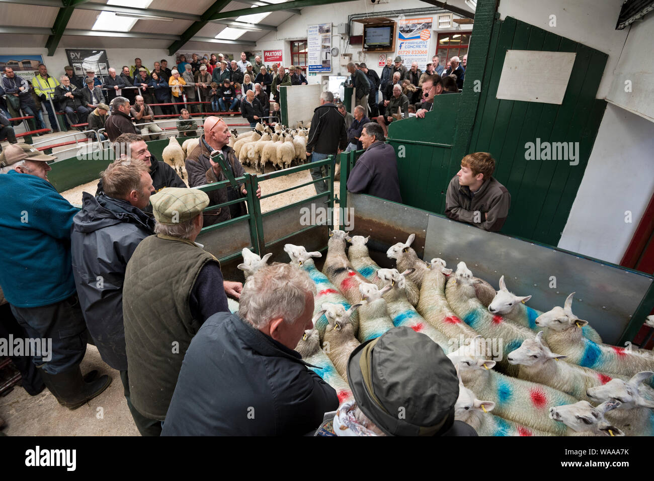 Sale of store lambs at hawes Auction Mart, North Yorkshire Stock Photo ...
