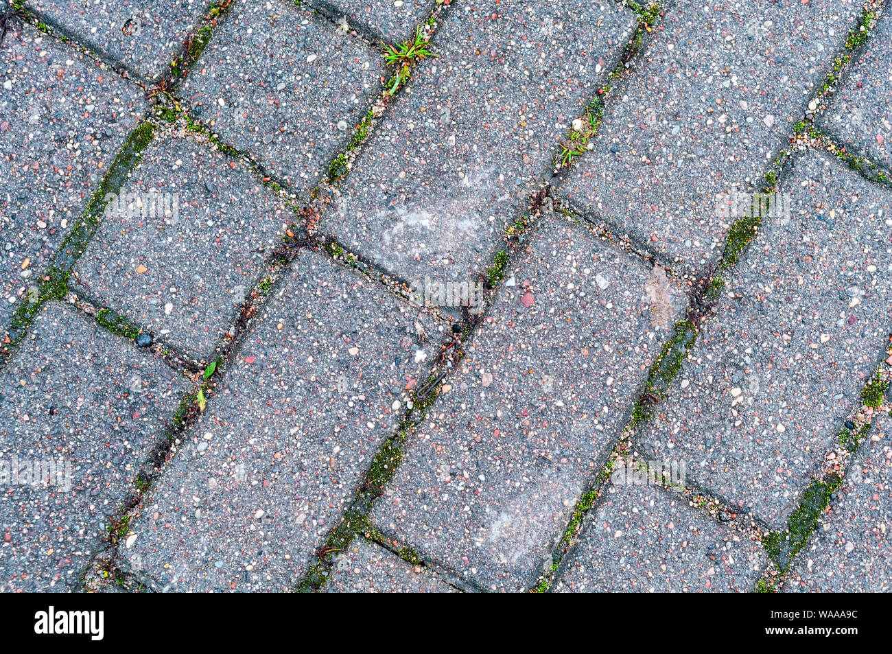 rectangular paving slabs, moss growth between the elements of paving ...