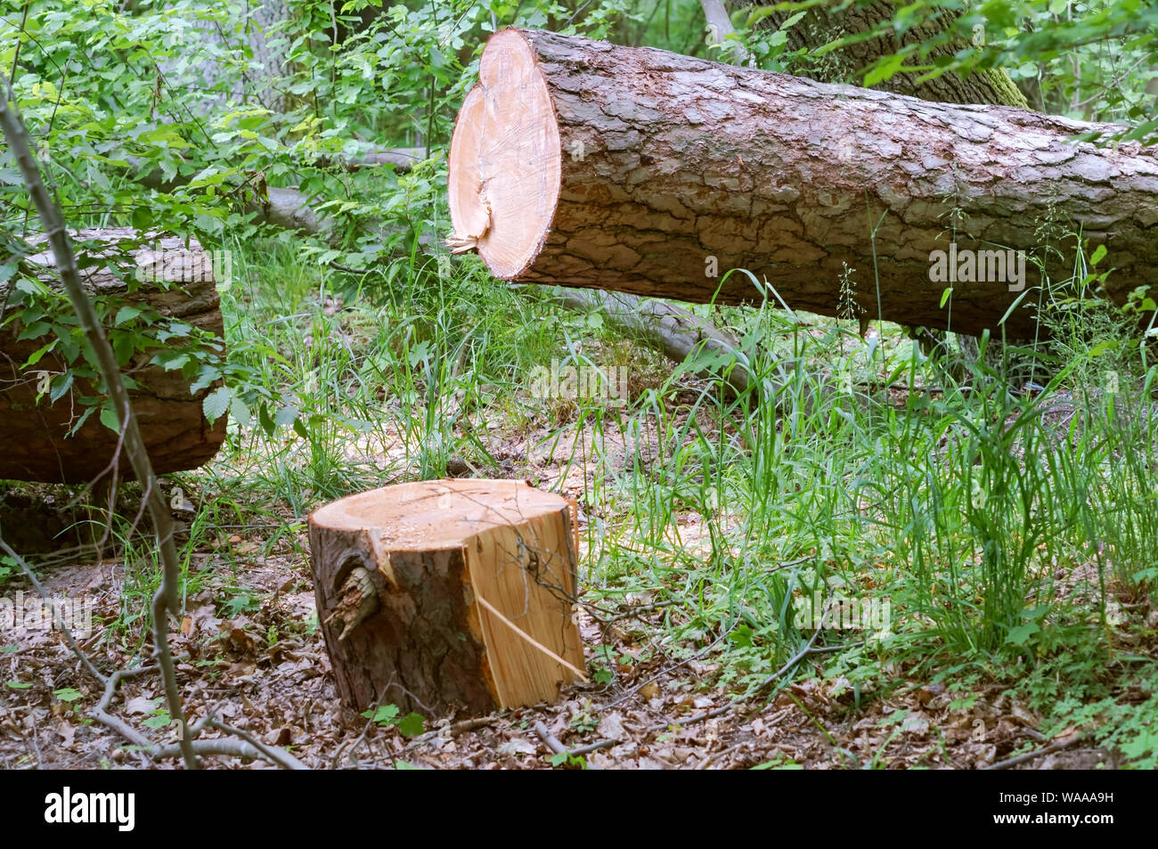 sawn tree in the forest, clean trunk of sawn pine Stock Photo - Alamy