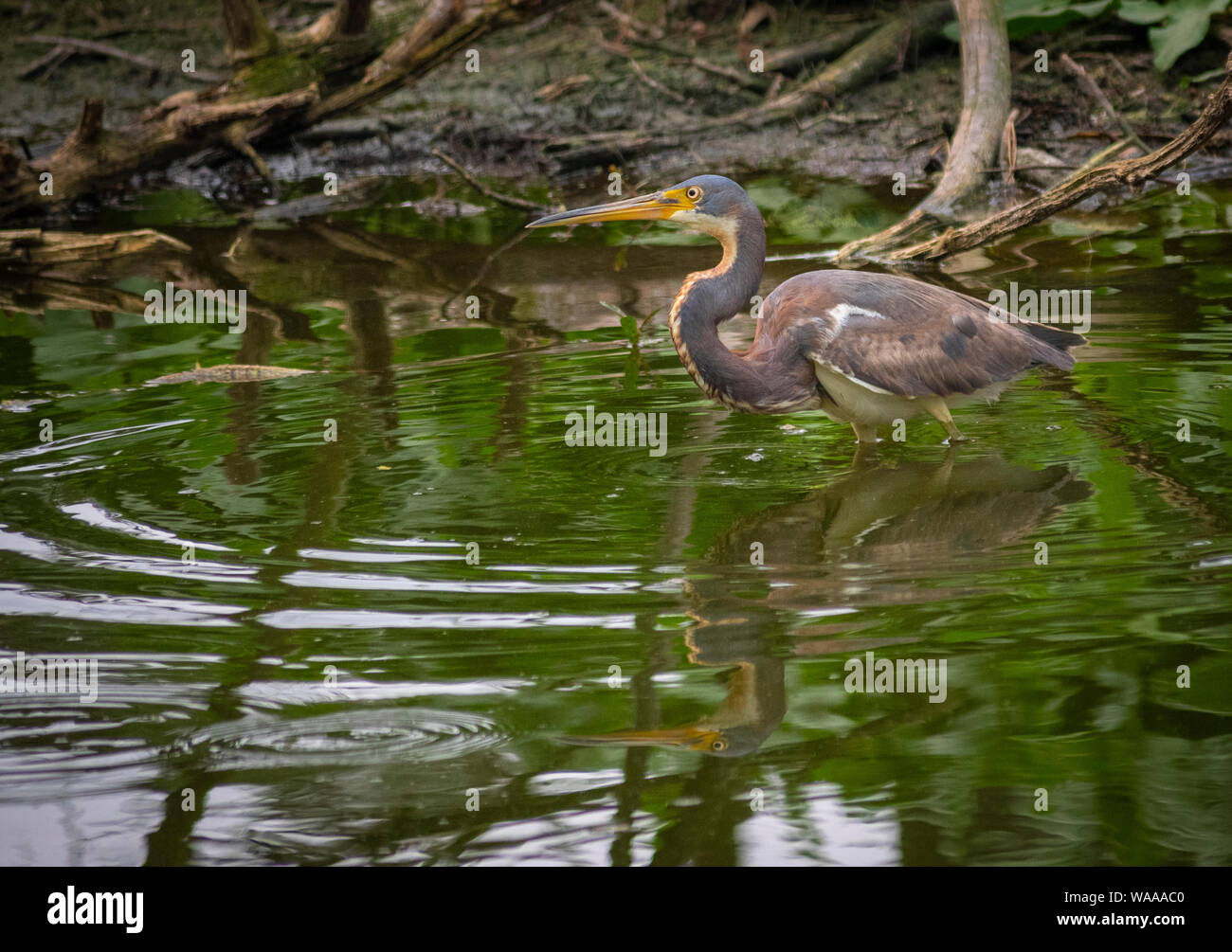 Birding outdoors in wildlife Stock Photo - Alamy