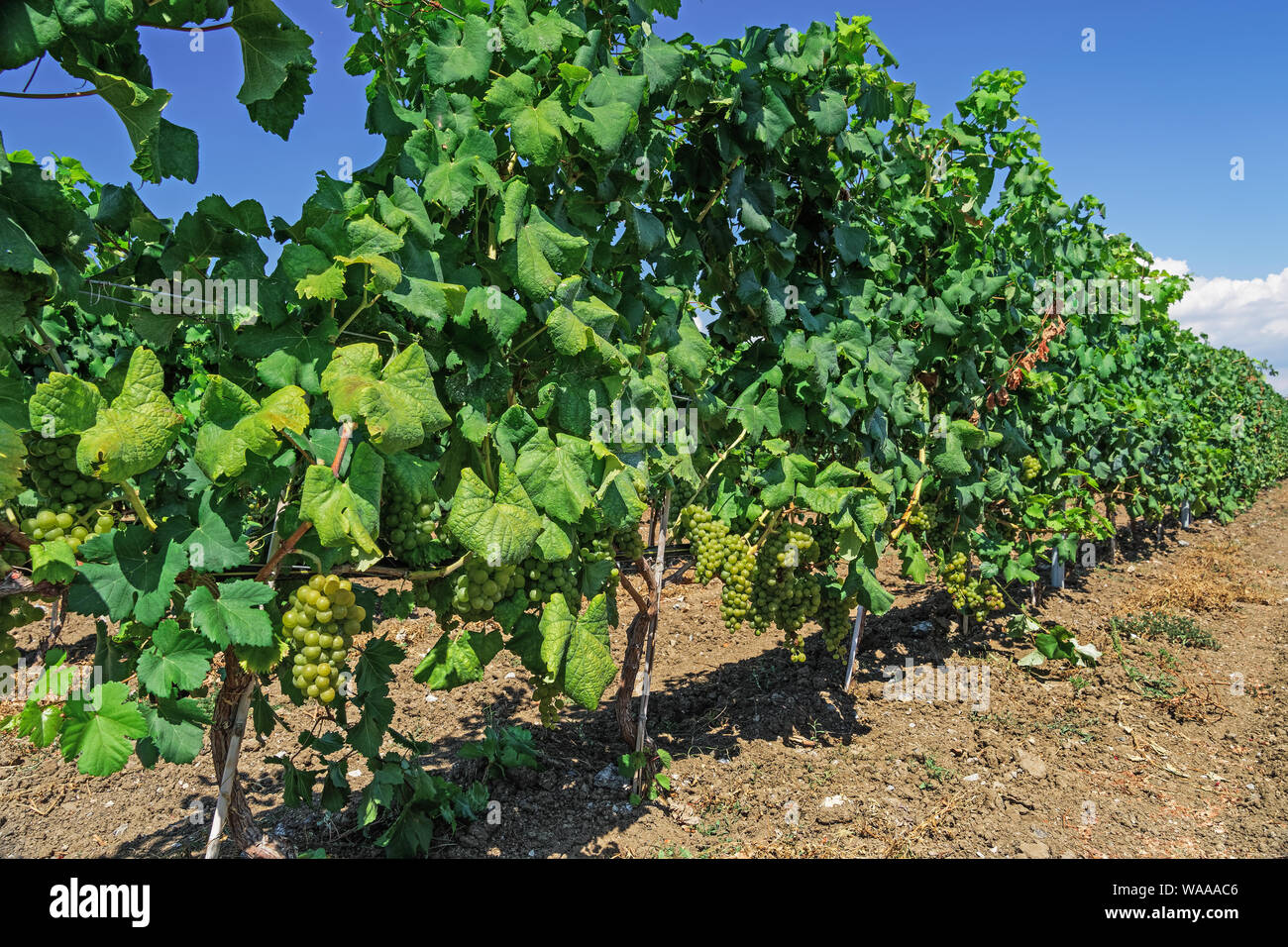 Wine estate vineyard plantation system with grape vines & plants rows ...