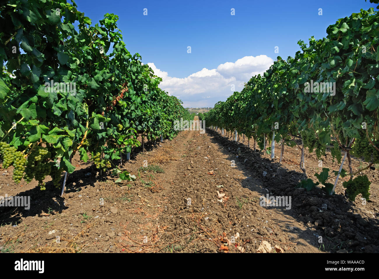 Vineyard trellis system hi-res stock photography and images - Alamy
