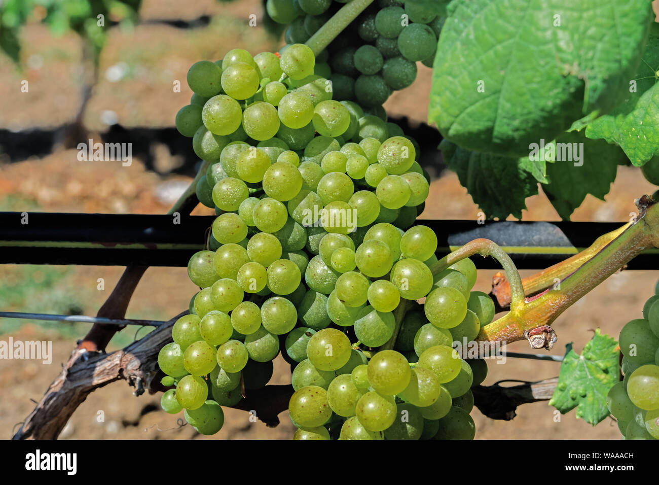 Wine estate vineyard plantation system with grape vines & plants rows ...