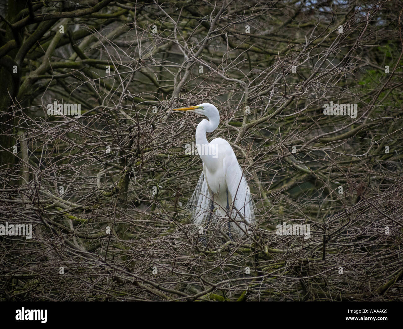 Birding outdoors in wildlife Stock Photo - Alamy