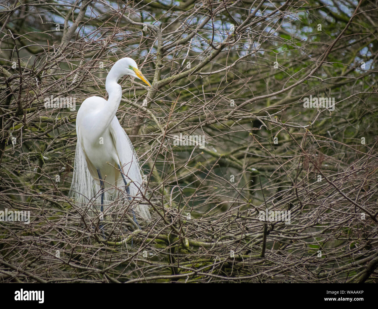 Birding outdoors in wildlife Stock Photo - Alamy