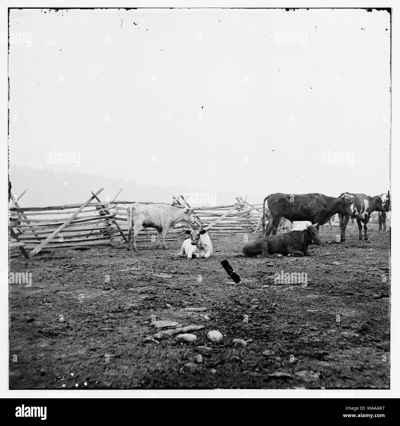 Cattle food Black and White Stock Photos & Images - Alamy