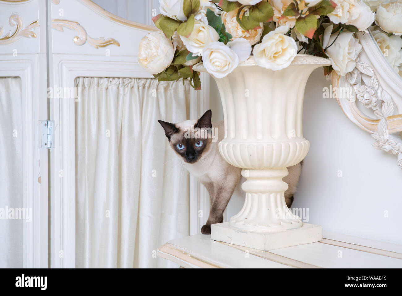 two color cat without tail Mekong Bobtail breed with jewel precious ...