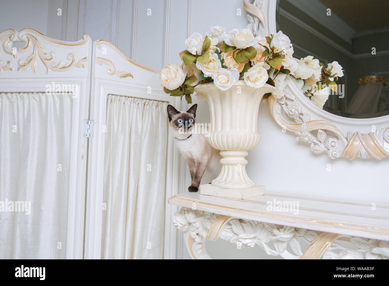 two color cat without tail Mekong Bobtail breed with jewel precious ...