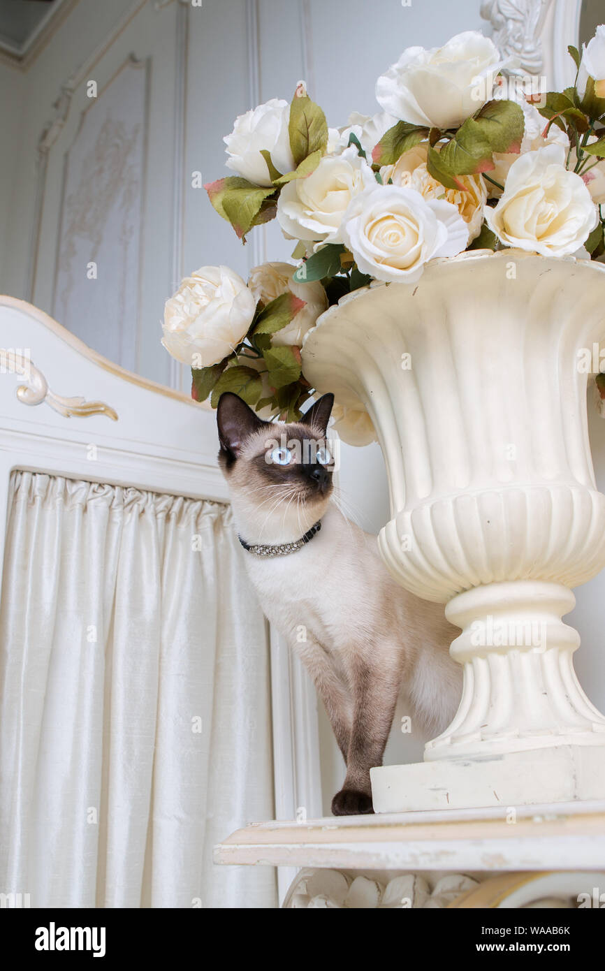 two color cat without tail Mekong Bobtail breed with jewel precious ...